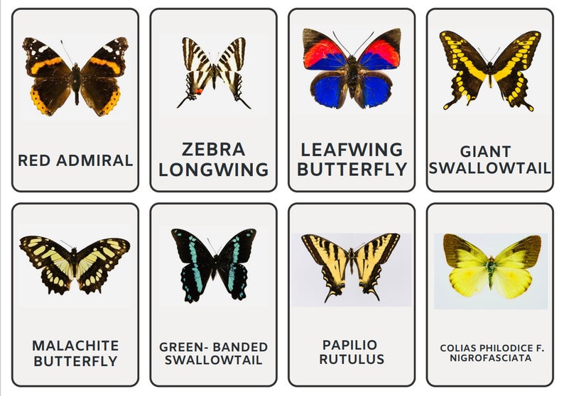 Butterfly Flash Cards Butterflies Study Montessori Printable Resources ...