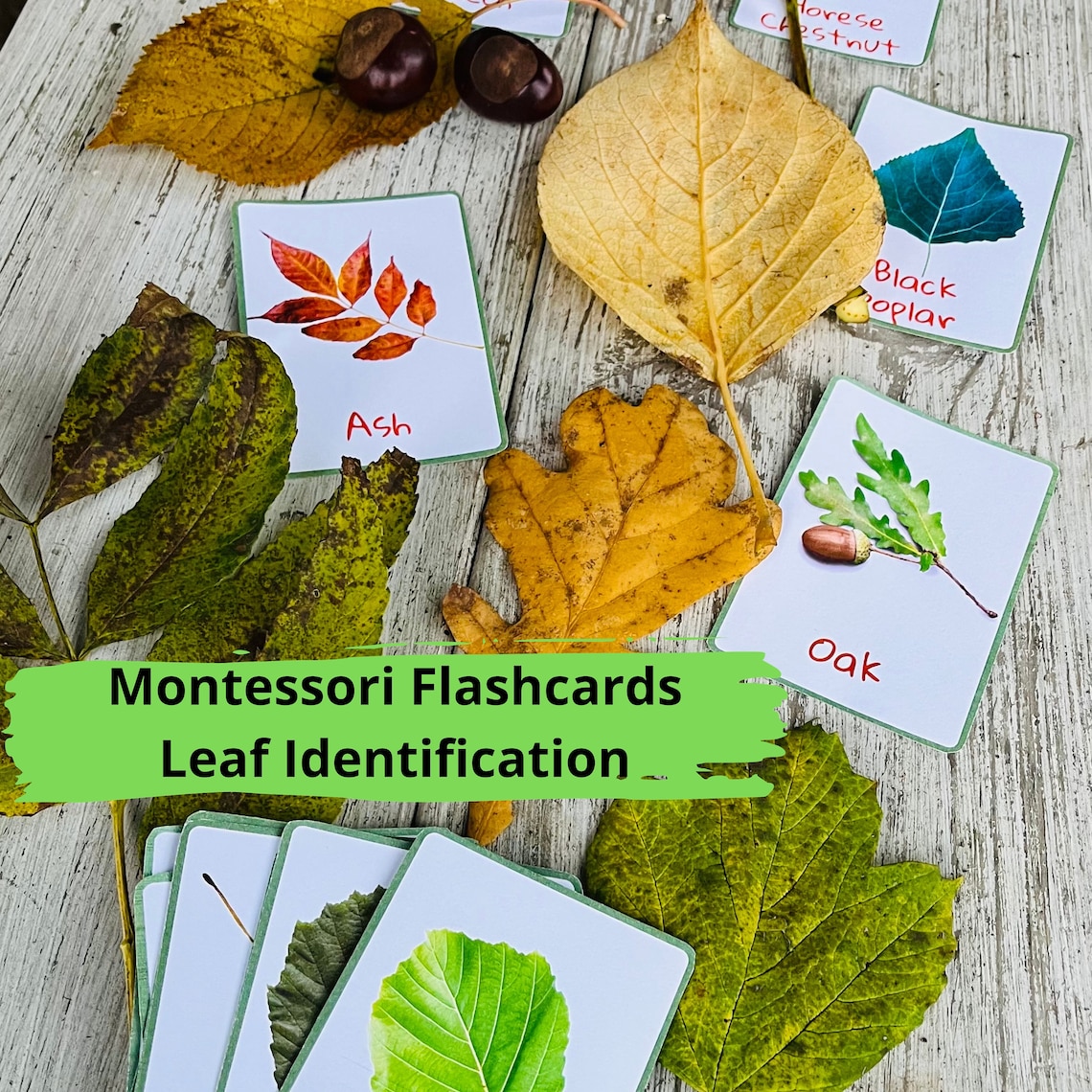 Leaf Identification Cards for Nature Learning and Forest School Tree ...