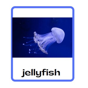 Sea Animals Flashcards With Real Photos Sea Animals Cards Sea Life ...