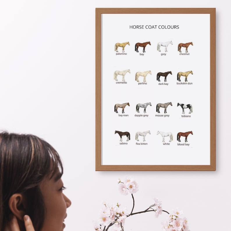 Horse Coat Colors Poster | Educational Nursery Art (digital Download ...