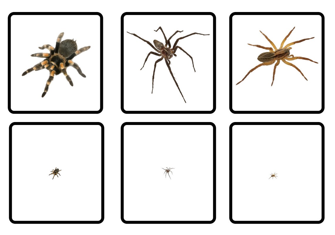 Spiders Magnifying Matching Game, Montessori Activity (PDF) - Etsy