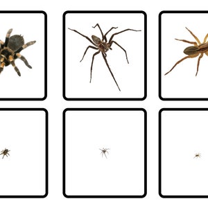 Spiders Magnifying Matching Game, Montessori at Home Using Magnifying ...