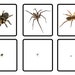 Spiders Magnifying Matching Game, Montessori Activity (PDF) - Etsy