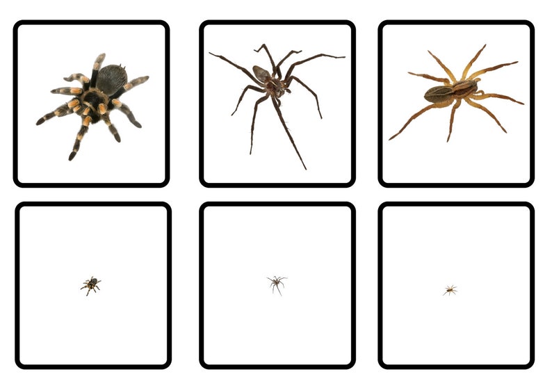 Spiders Magnifying Matching Game, Montessori at Home Using Magnifying ...