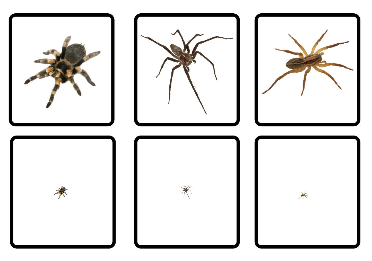 Spiders Magnifying Matching Game, Montessori at Home Using Magnifying ...