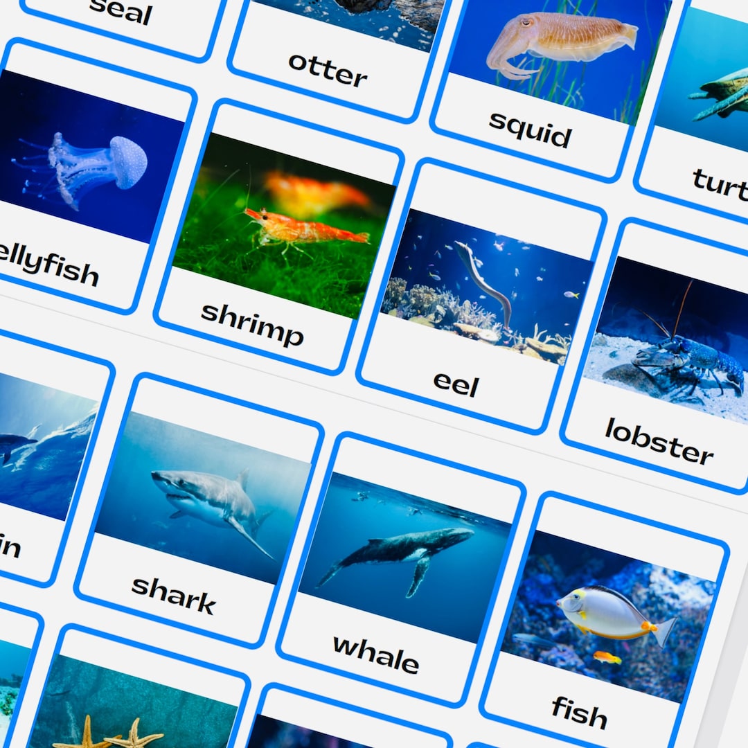 Sea Animals Flashcards With Real Photos Sea Animals Cards Sea Life ...