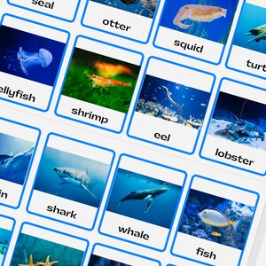 Sea Animals Flashcards With Real Photos Sea Animals Cards Sea Life ...