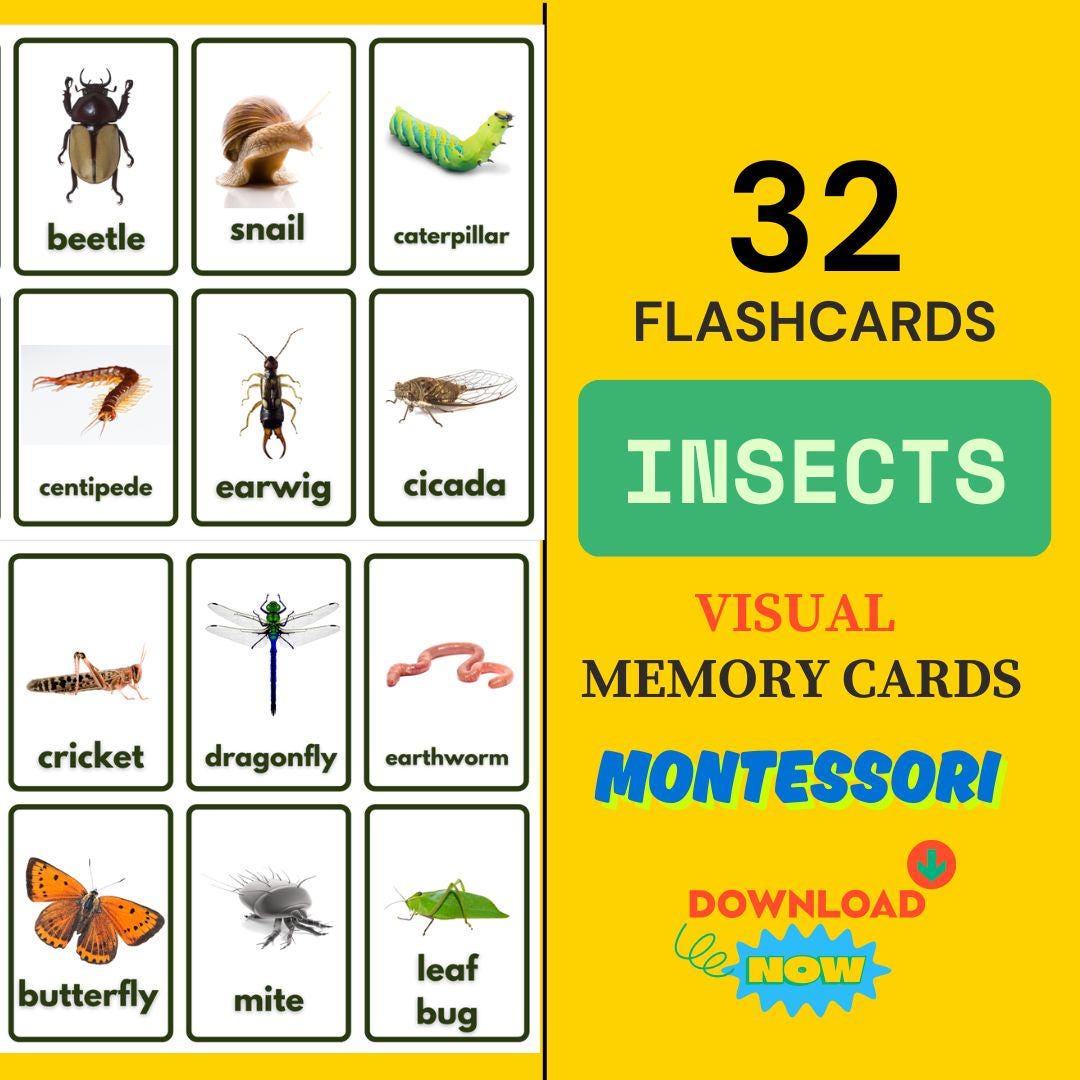 Insects Flashcards Interactive Bug Learning Unit, Insect Study ...