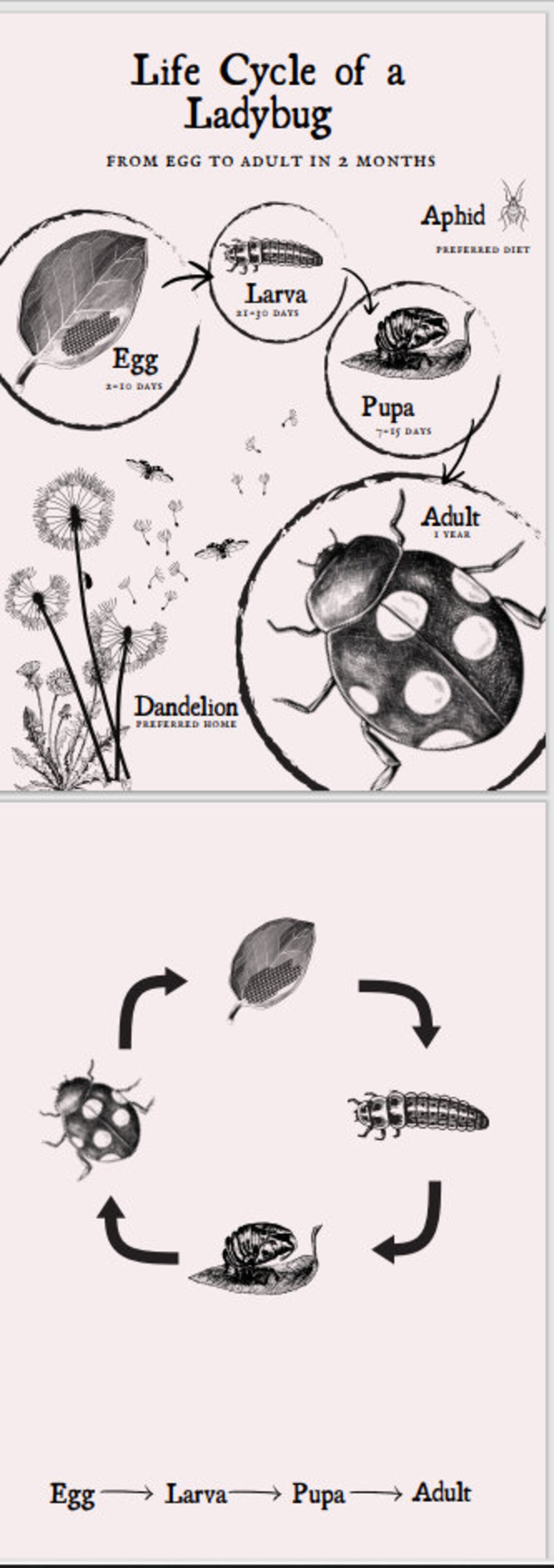 Ladybug Life Cycle Study Pack 4 Stages of Ladybug Life Cycle Printable ...
