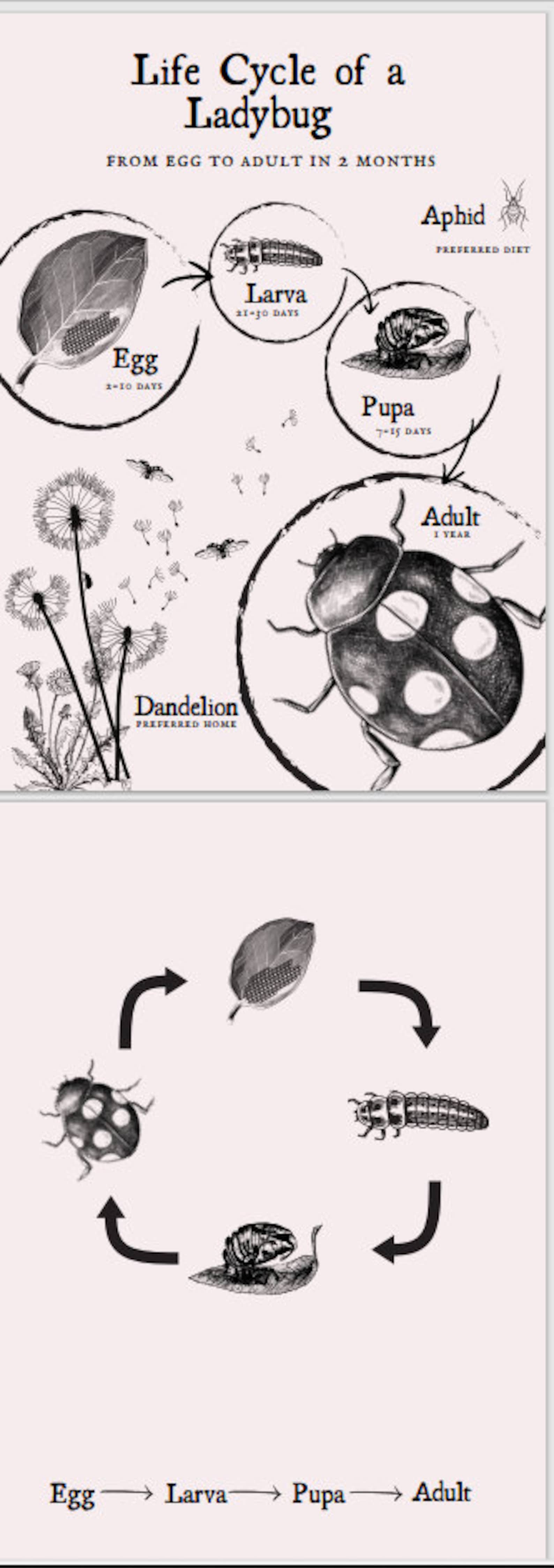 Ladybug Life Cycle Study Pack 4 Stages of Ladybug Life Cycle Printable ...