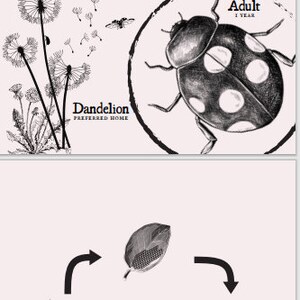Ladybug Life Cycle Study Pack 4 Stages of Ladybug Life Cycle Printable ...
