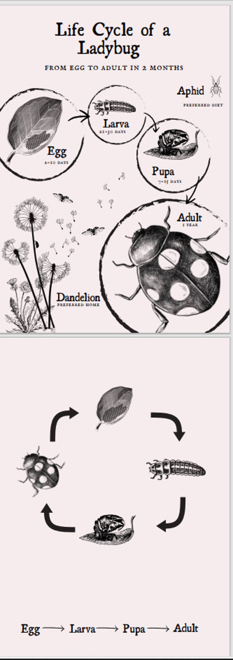 Ladybug Life Cycle Study Pack 4 Stages of Ladybug Life Cycle Printable ...