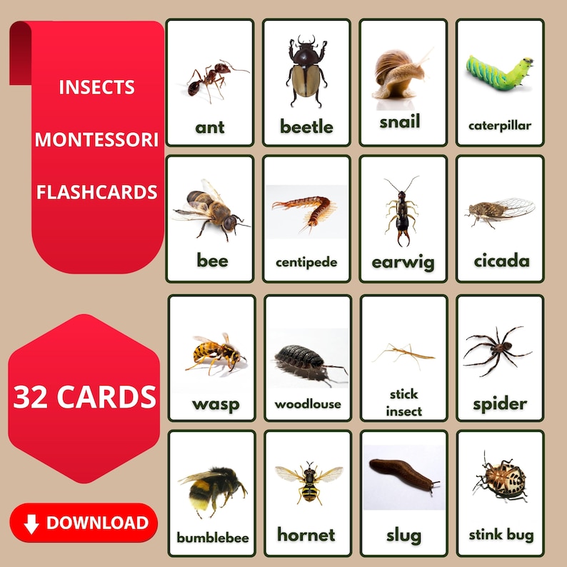 32 Insects Flash Cards Montessori Flash Cards Preschool Activity ...