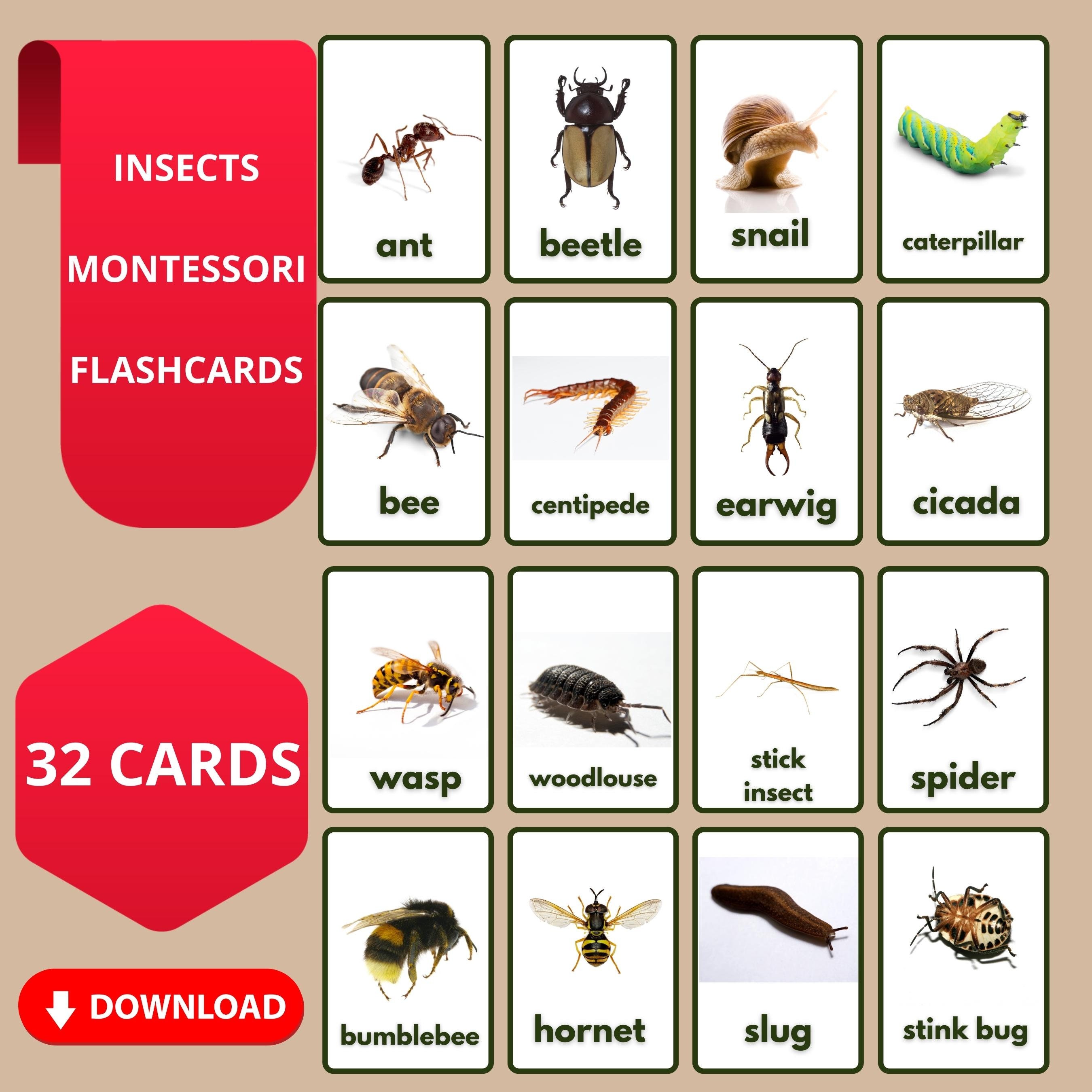 32 Insects Flash Cards Montessori Flash Cards Preschool Activity ...