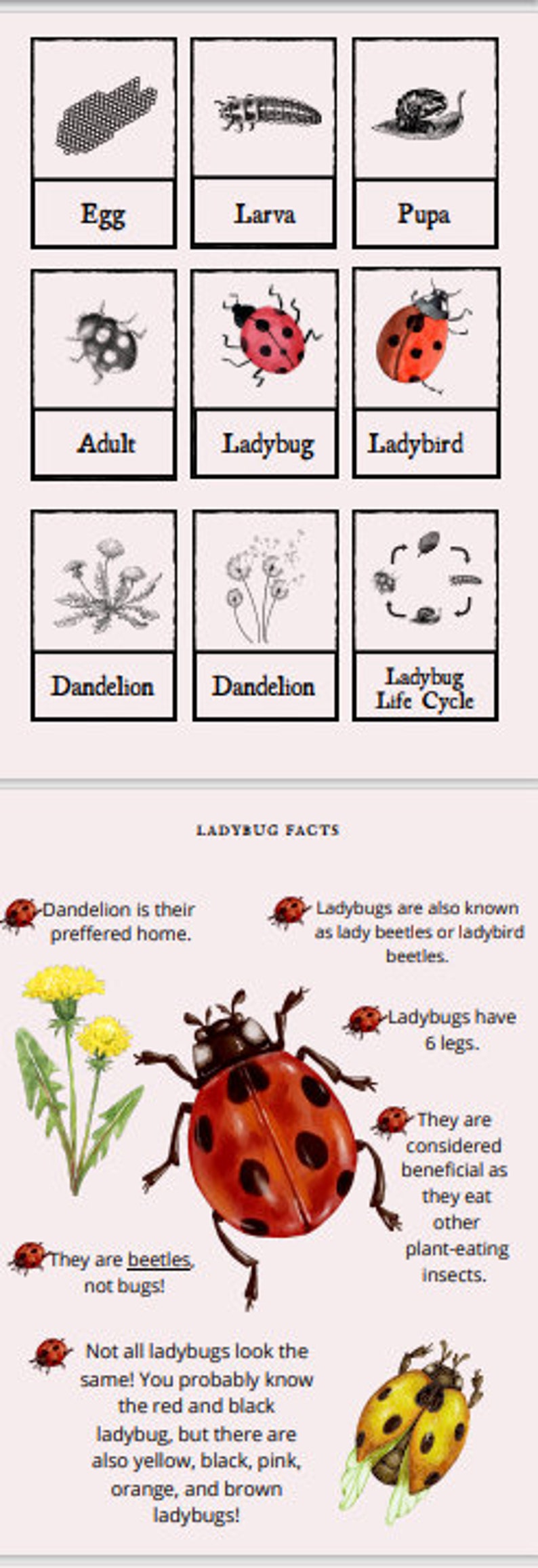 Ladybug Life Cycle Study Pack 4 Stages of Ladybug Life Cycle Printable ...