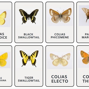 Butterfly Flash Cards Butterflies Study Montessori Printable Resources ...
