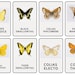 Butterfly Flash Cards Butterflies Study Montessori Printable Resources ...