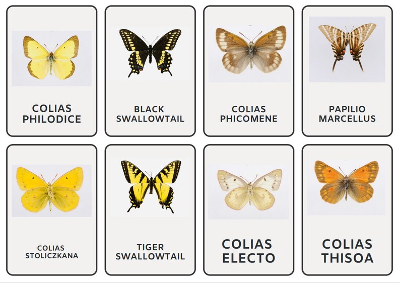 Butterfly Flash Cards Butterflies Study Montessori Printable Resources ...