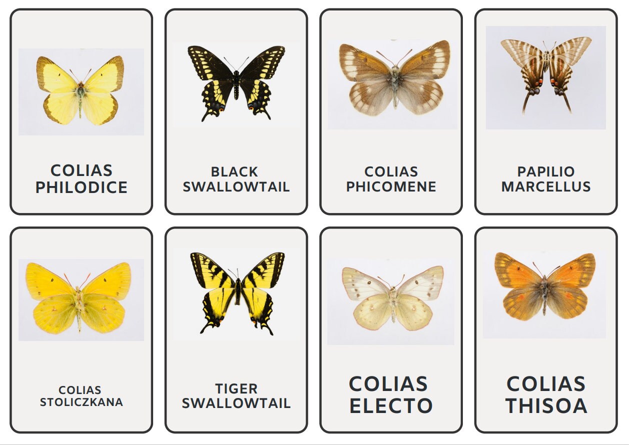 Butterfly Flash Cards Butterflies Study Montessori Printable Resources ...