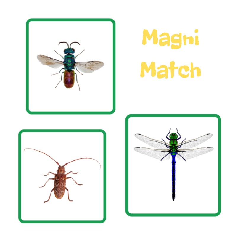 Bugs Magnifying Matching Game, Montessori at Home Using Magnifying ...