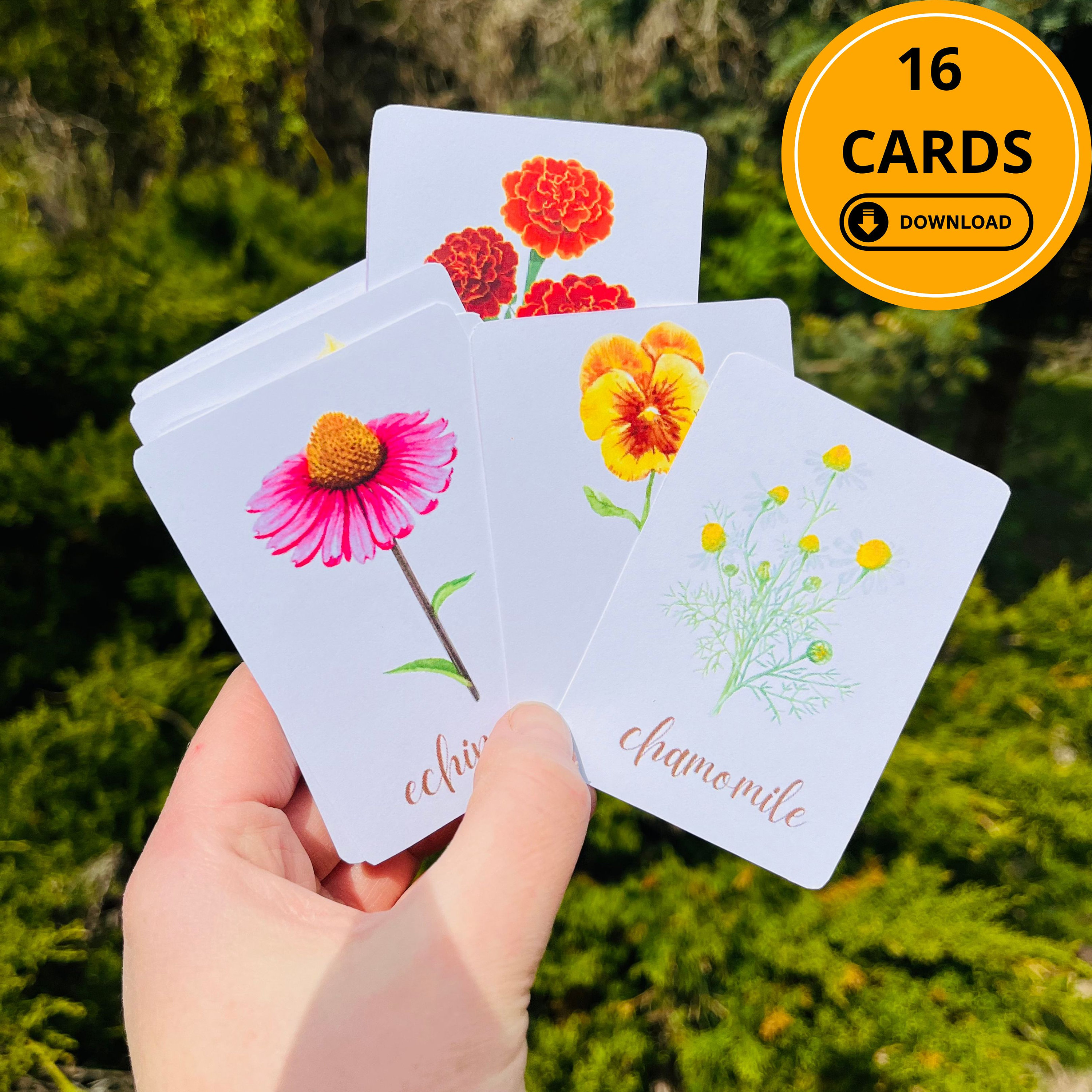 Flower Identification Flashcards, Watercolor Botanical Illustrations ...