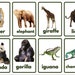 Animals Flashcards for Kids, Animal Vocabulary Cards, Montessori ...