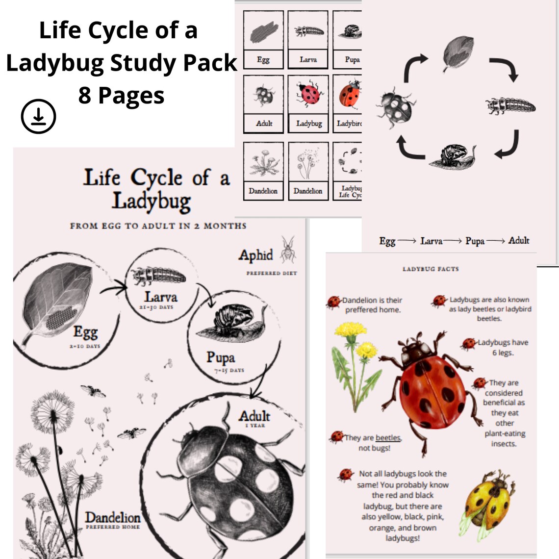 Ladybug Life Cycle Study Pack 4 Stages of Ladybug Life Cycle Printable ...