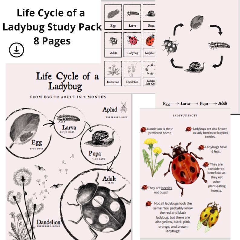 Ladybug Life Cycle Study Pack 4 Stages of Ladybug Life Cycle Printable ...