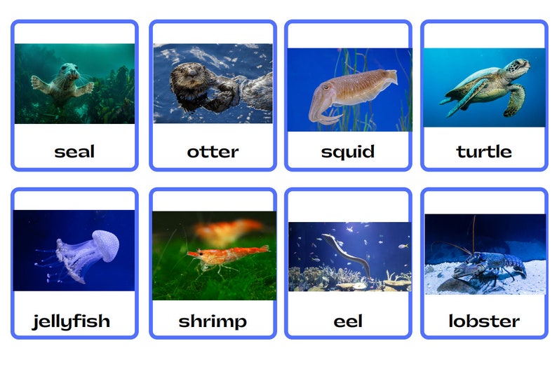 Sea Animals Flashcards With Real Photos Sea Animals Cards Sea Life ...