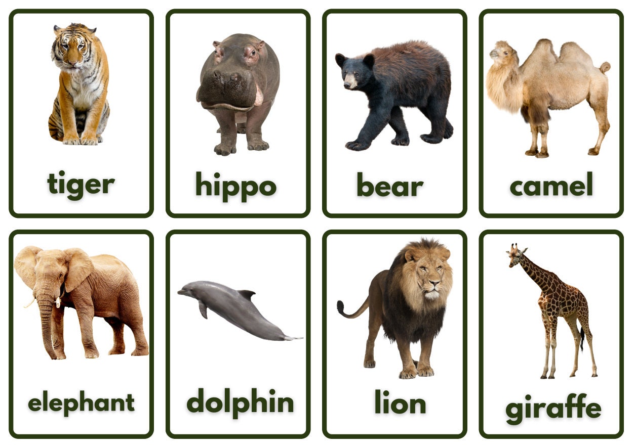 Monntessori Cards to Teach Your Child About Mammals With Real Picture ...