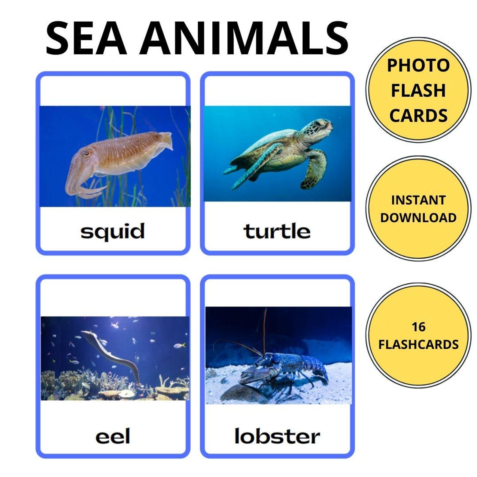 Sea Animals Flashcards: Montessori Real Photo Cards (digital Download ...