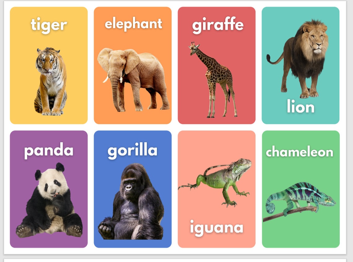 64 Animals Flashcards for Kids Colorful Animal Flashcards - Etsy