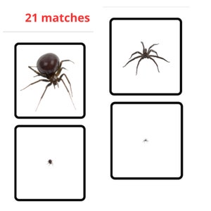 Spiders Magnifying Matching Game, Montessori Activity (PDF) - Etsy