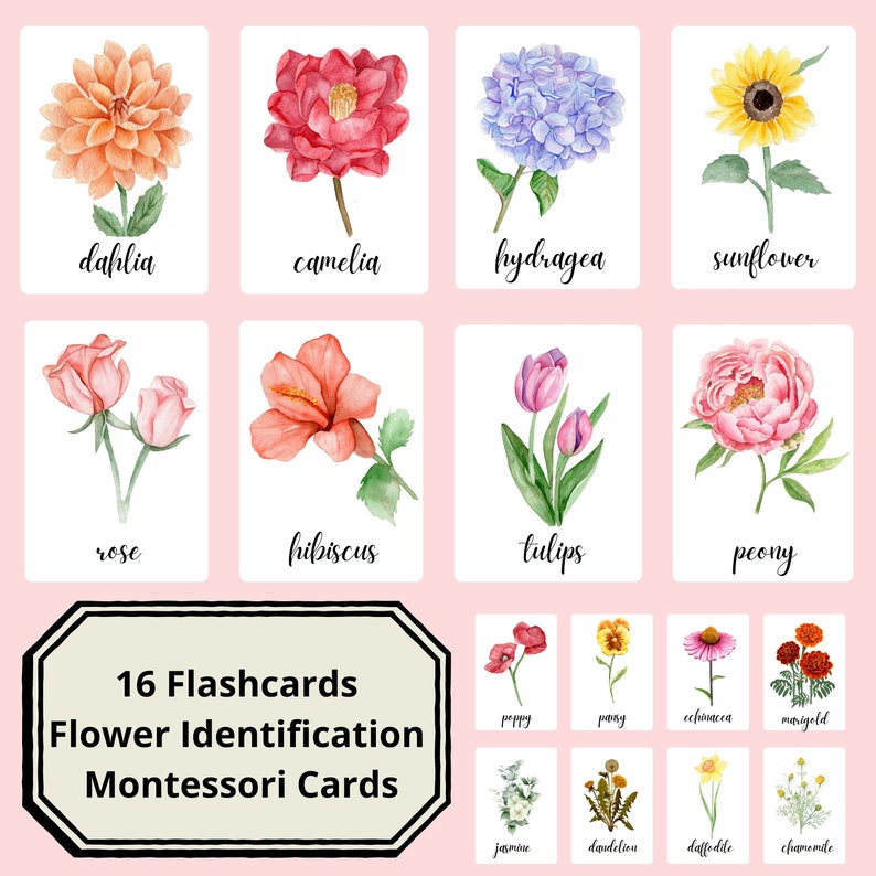 Flower Identification Cards Flower Cards Flower Study Flower Activity ...