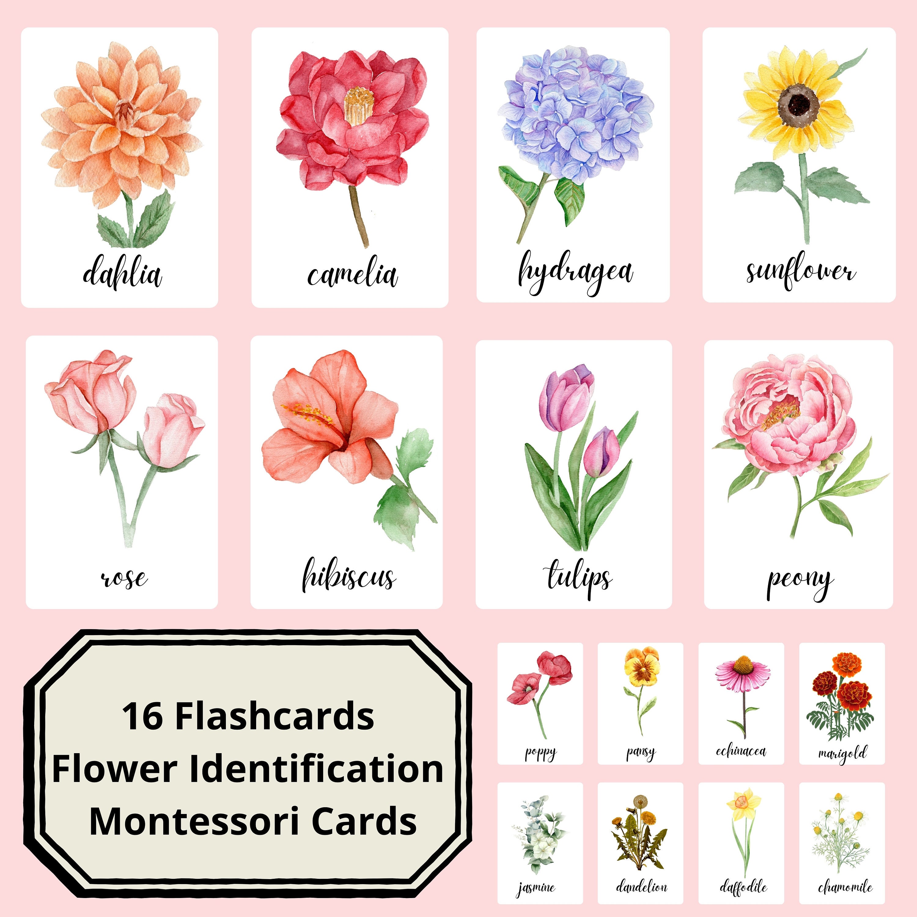 Flower Identification Cards Flower Cards Flower Study Flower Activity ...
