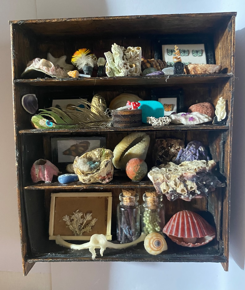 Miniature Cabinet of Curiosities: Handmade Ocean Oddities Display - Etsy