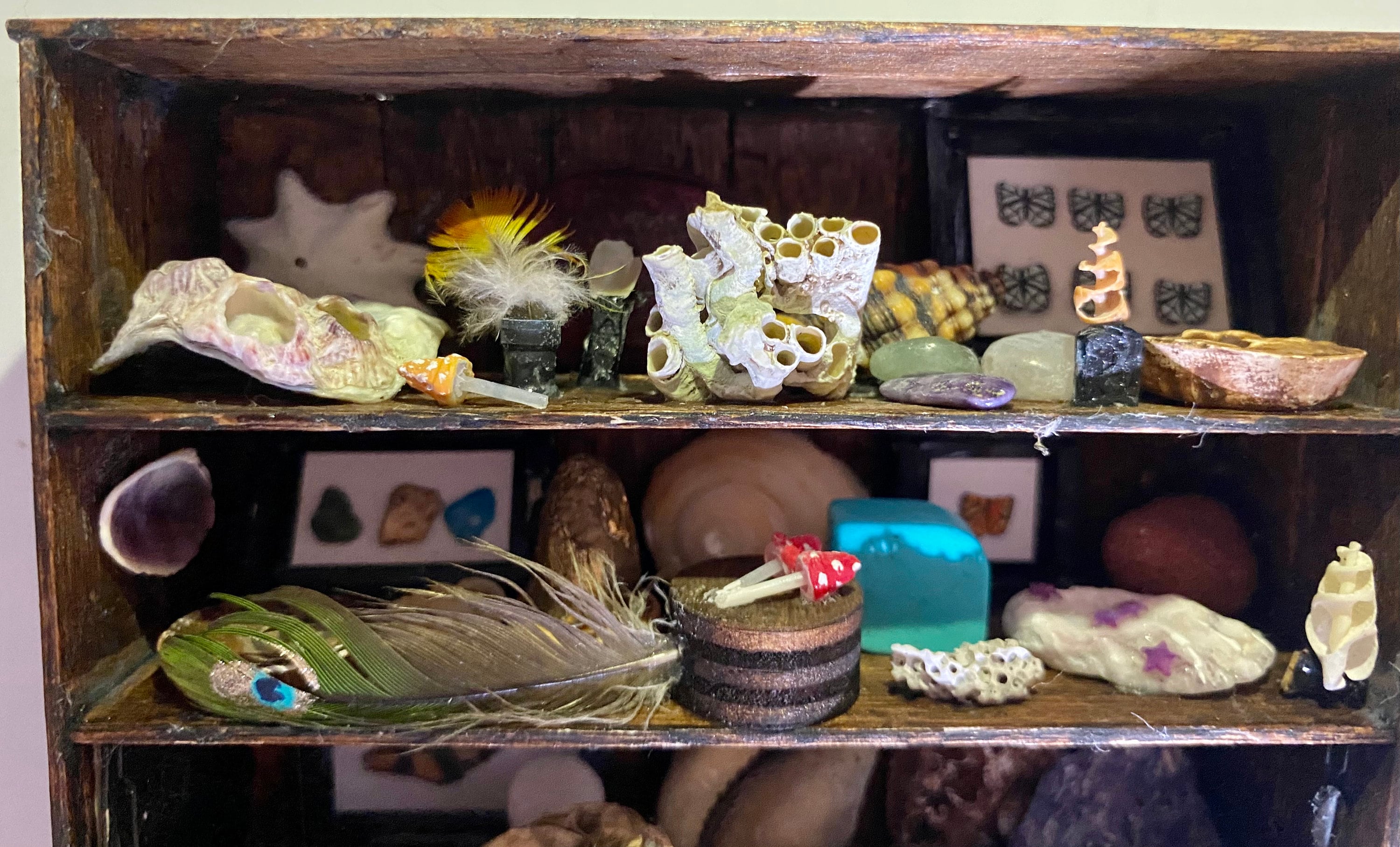 Miniature Cabinet of Curiosities: Handmade Ocean Oddities Display - Etsy