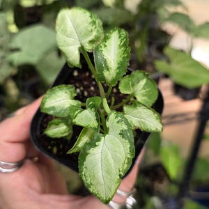 Syngonium Three Kings / Magic Marble - Syngonium Podophyllum - Exact ...