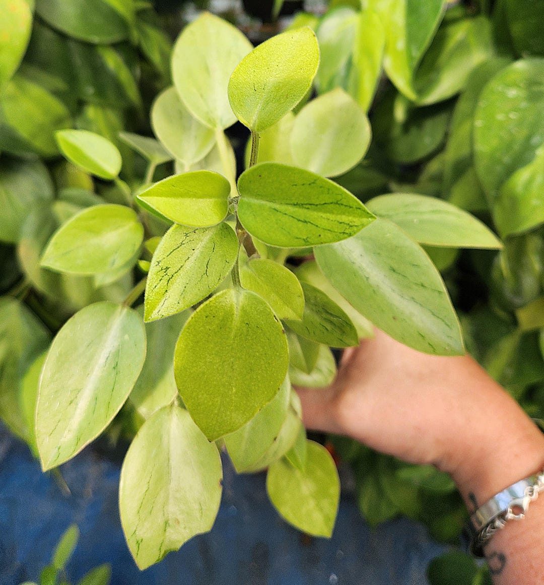 Peperomia Orba "lime Pixie" - Multiple Options - You Choose Exact Plant ...