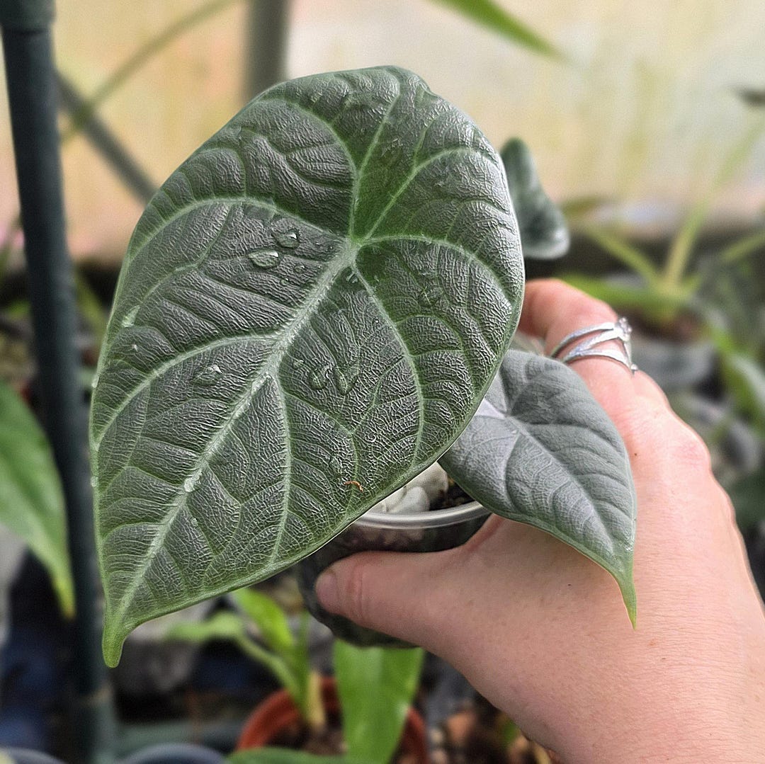 Alocasia Maharani - Exact Plant Shown - Unique Leaf Texture - Etsy