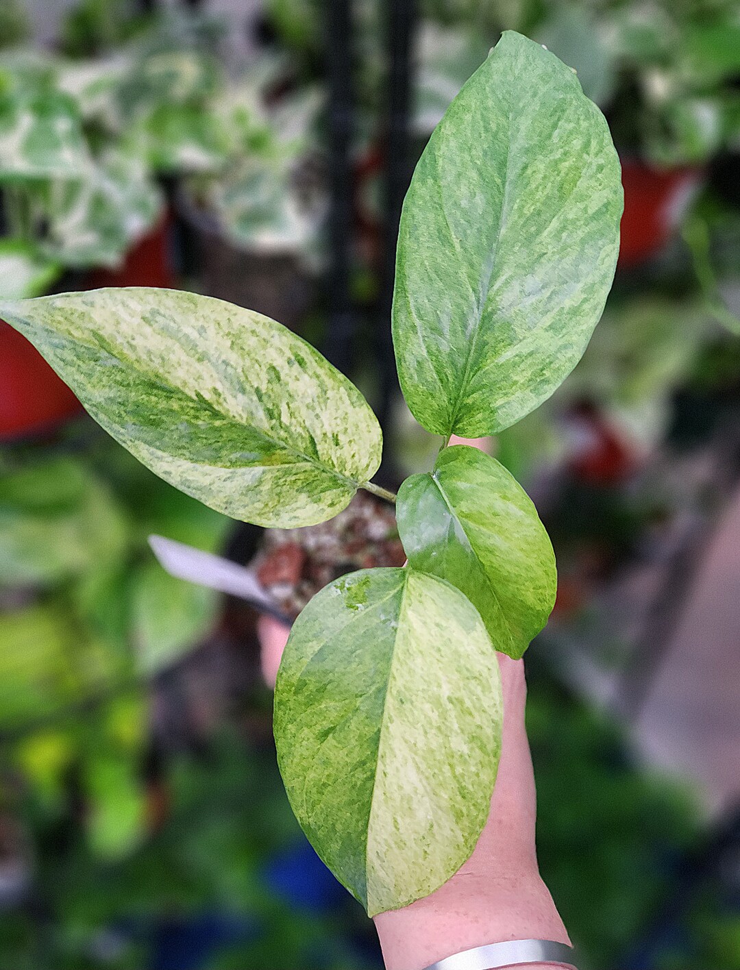 Hanoman Bali Pothos - Epipremnum Sp. - Uncommon - US Seller - Etsy