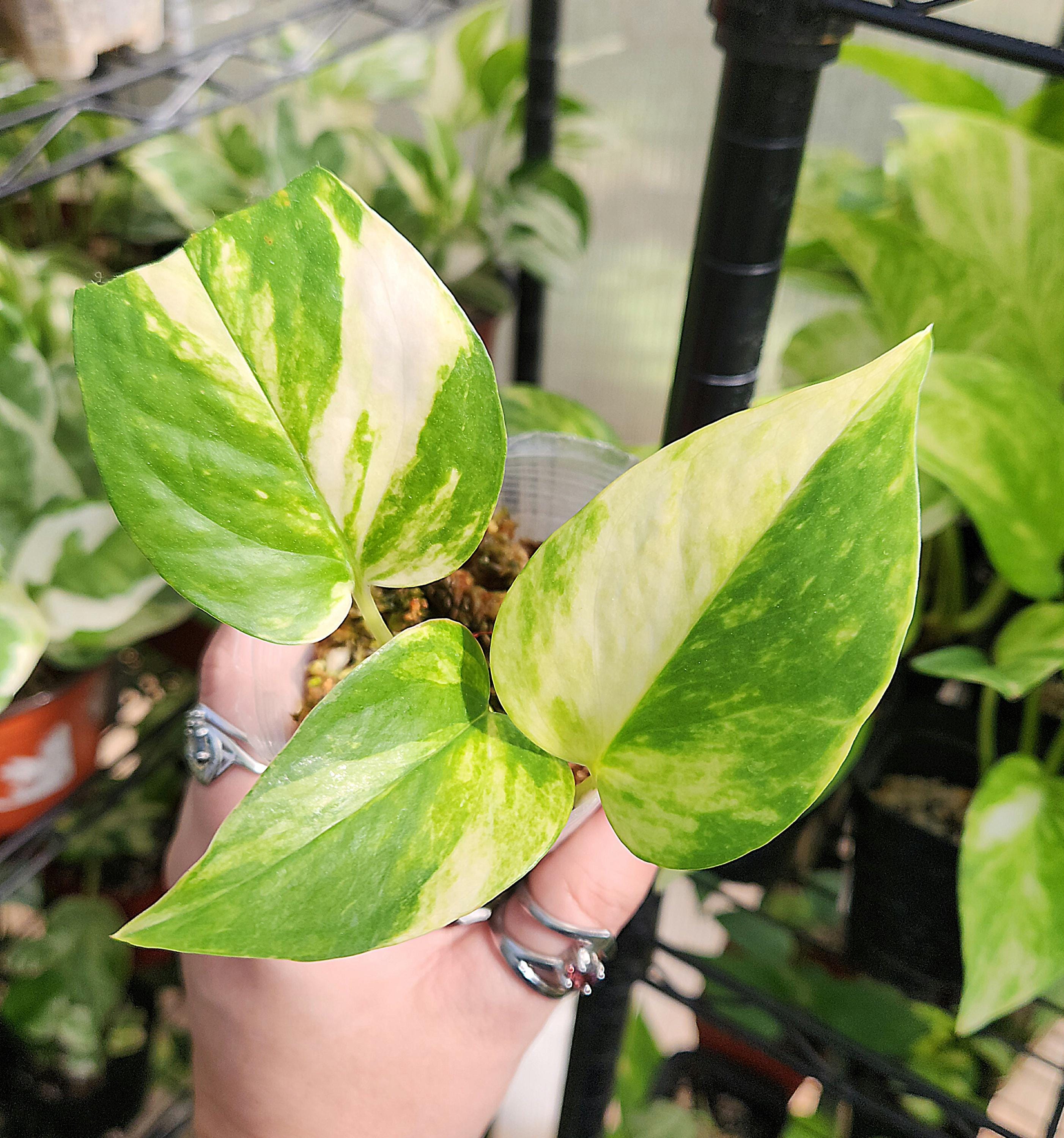 Valencia Pothos - RARE Japanese Pothos - Terunoworld Series #1 ...