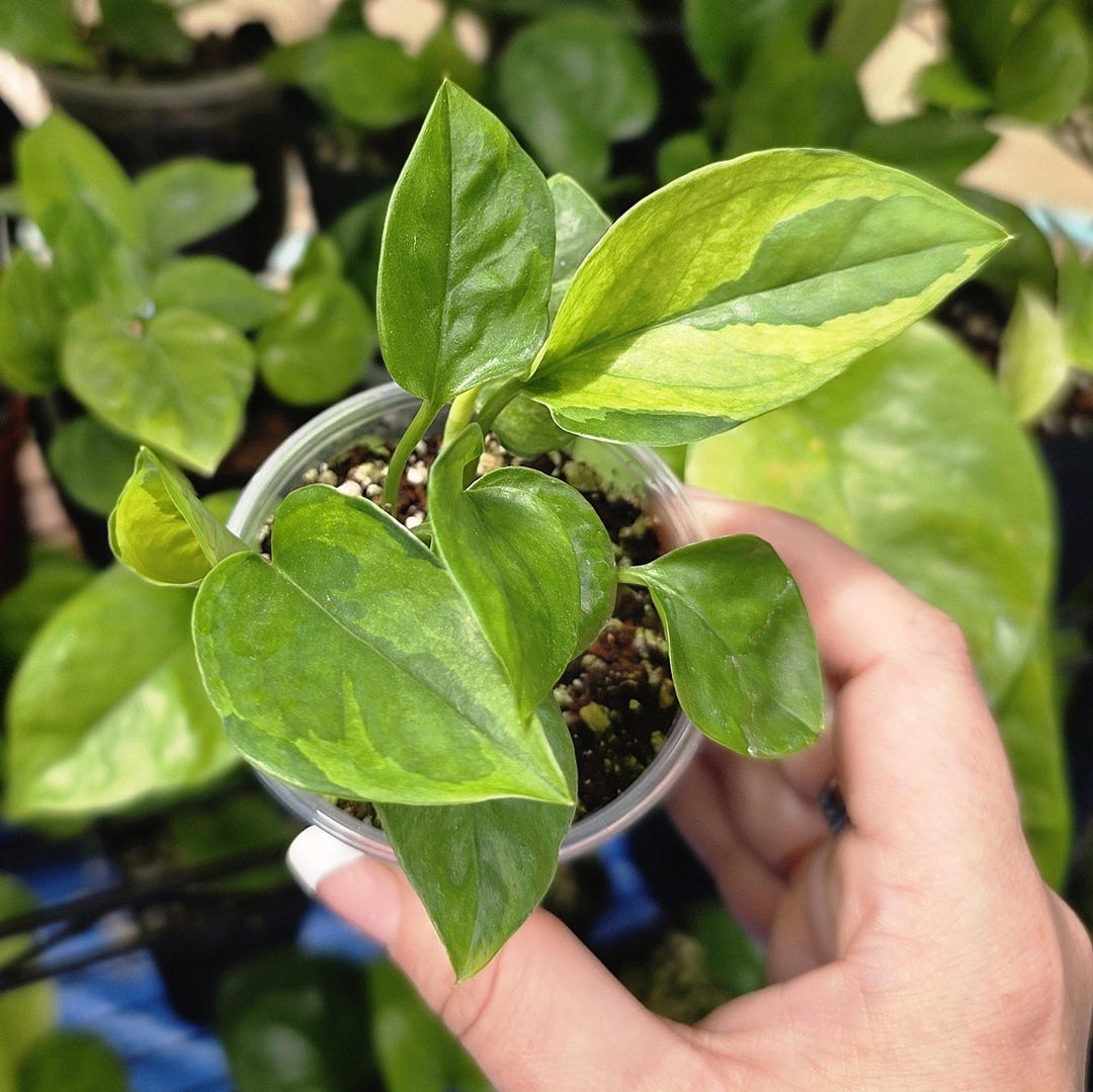 Epipremnum Aureum Emerald **rare Pothos** *US Seller* - Etsy