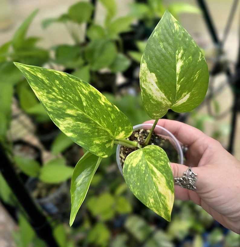 Valencia Pothos - RARE Japanese Pothos - Terunoworld Series #1 ...
