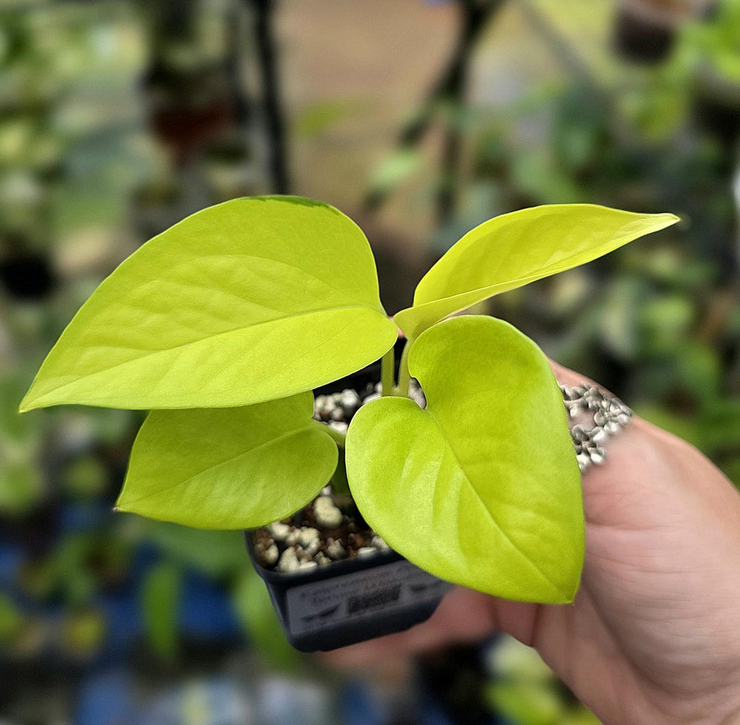 Teruno Wakakusa Pothos - RARE Japanese Pothos - Terunoworld Series #19 ...