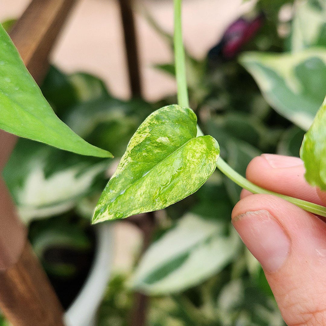 Epipremnum Pinnatum (pothos) Cebu Blue Ghost - Rare Tropical Multiple ...
