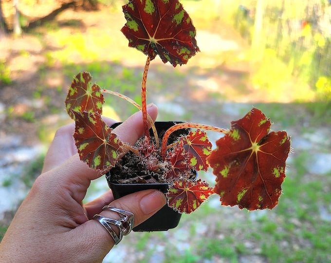 Begonia Kit Kat - Multiple Options - Etsy