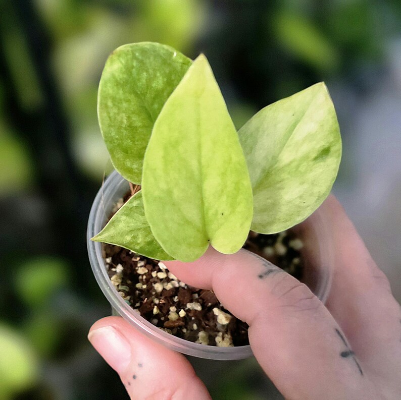 Teruno Hanahana Pothos - RARE Japanese Pothos - Terunoworld Series #4 ...