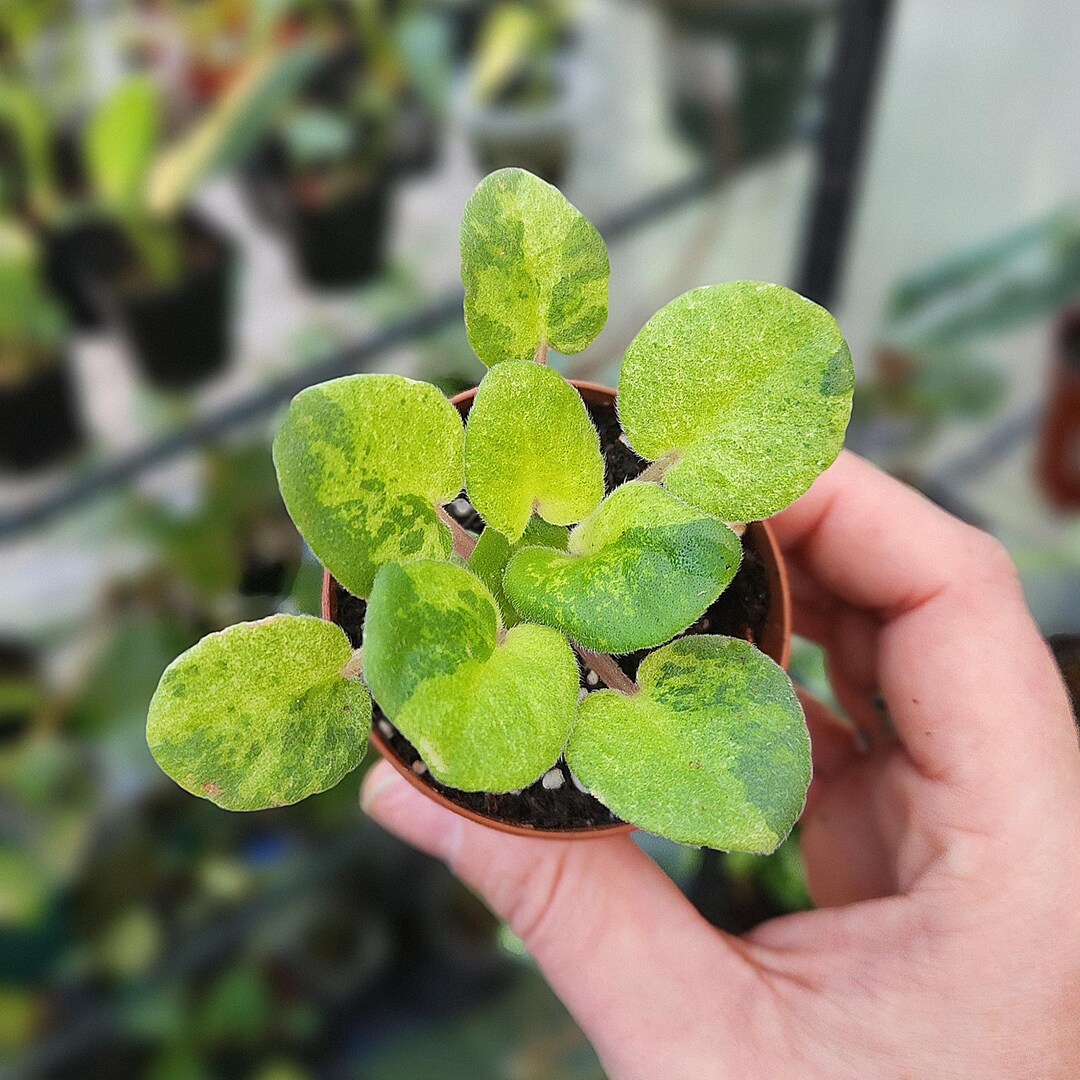 Variegated Mini African Violet "mac's Coral Corillon" - Exact Plant ...
