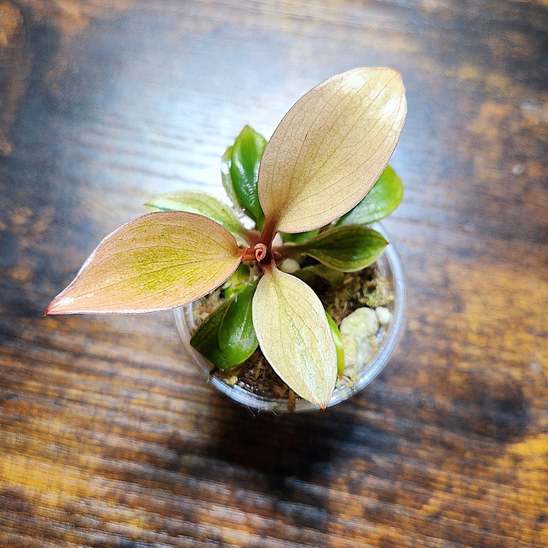 Philodendron Red Congo Mint Plantlet **EXTREMELY RARE** Multiple ...